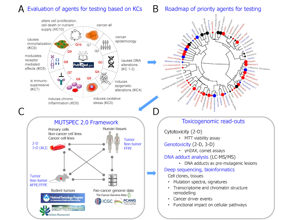 MUTSPEC 2.0: Methodology